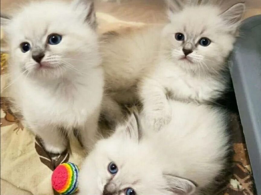 Котята