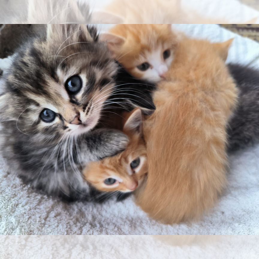 Отдам в добрые руки котят