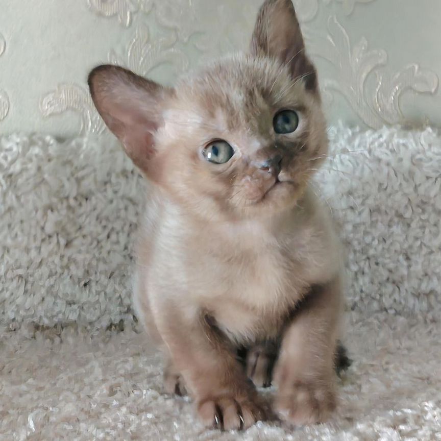Европейский бурманский котёнок