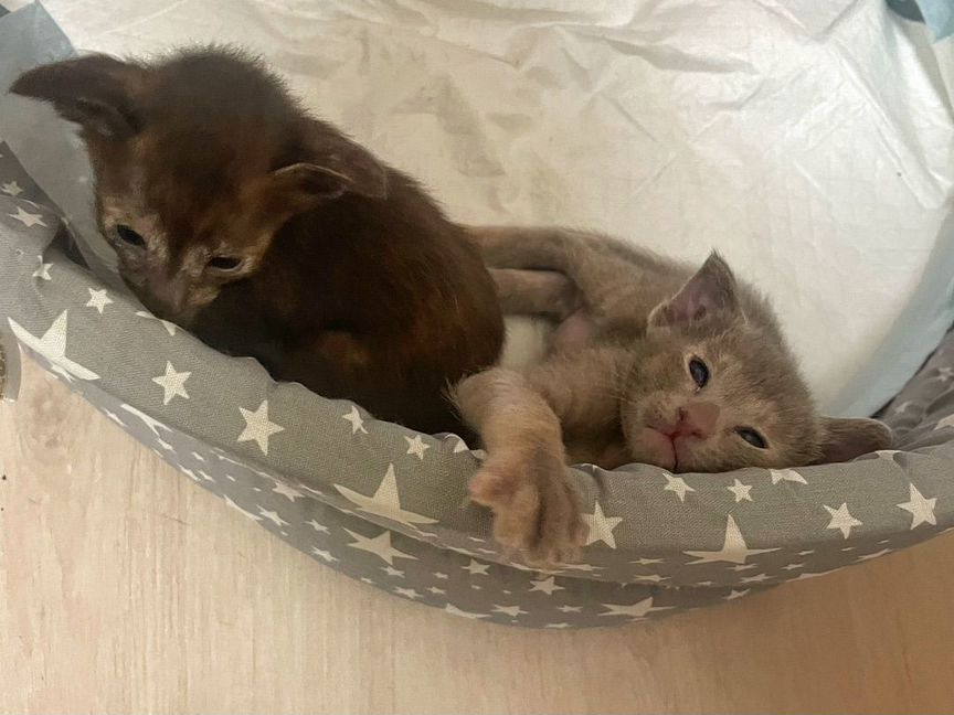 Ориентальные котята