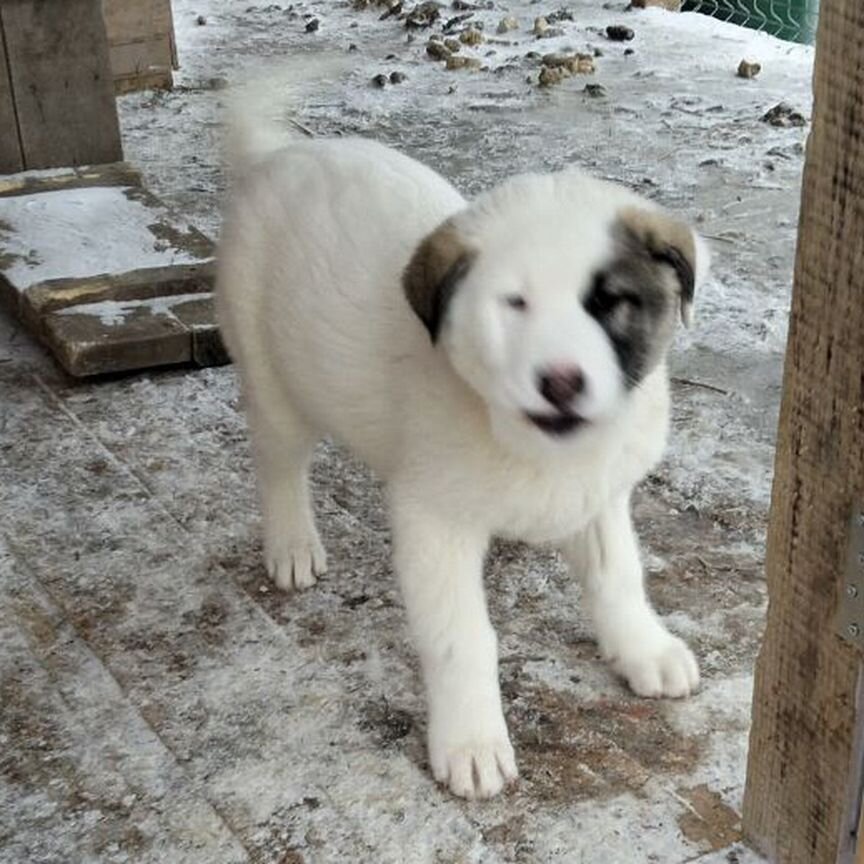 Среднеазиатская овчарка, щенок