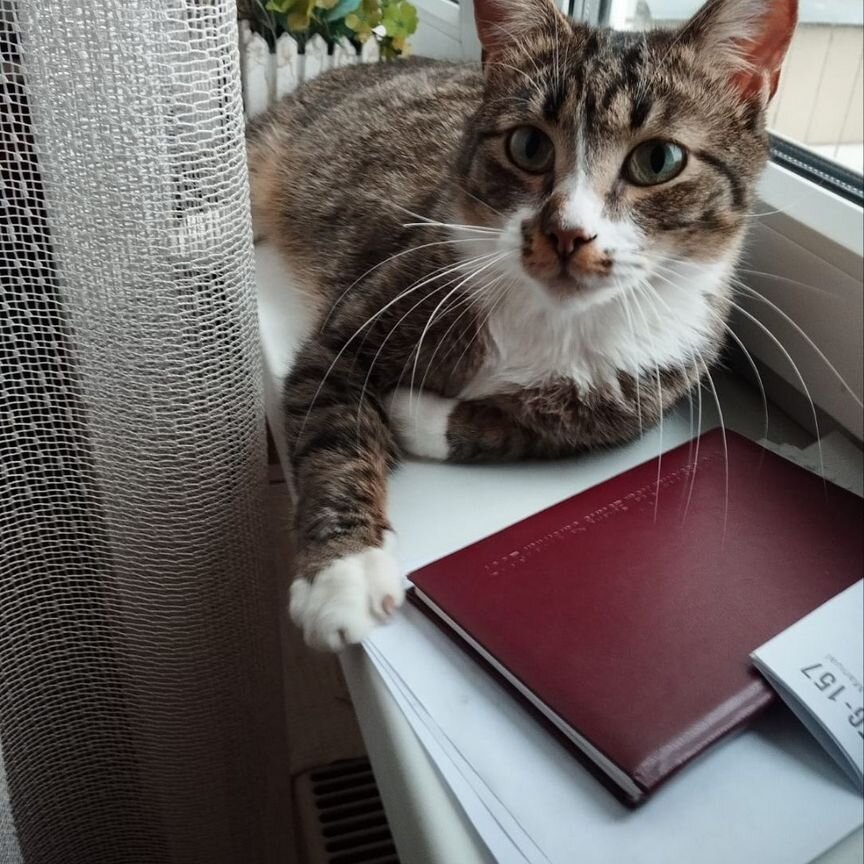 Самый ласковый на свете кот ищет новый дом