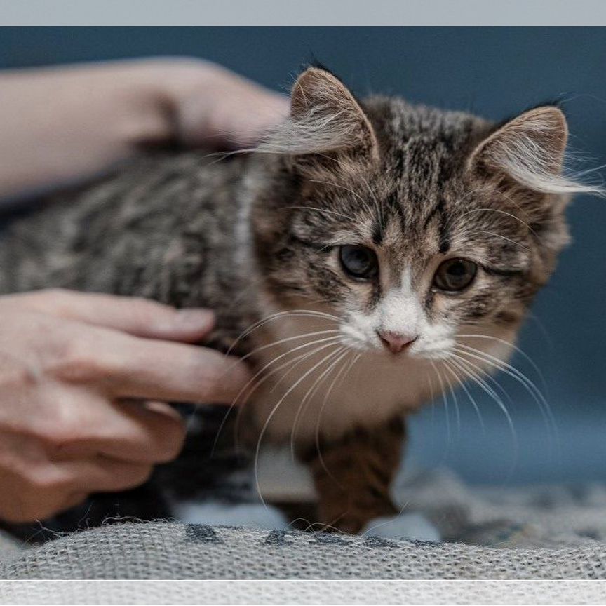 Котёнок в добрые руки