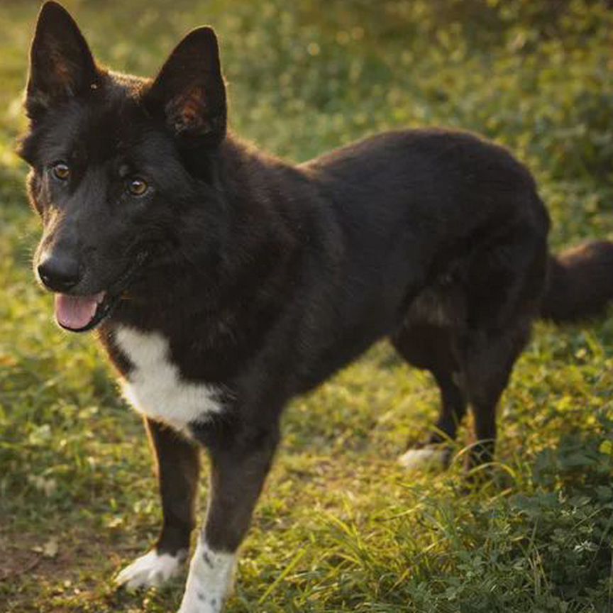 Немецкая овчарка, взрослый пёс