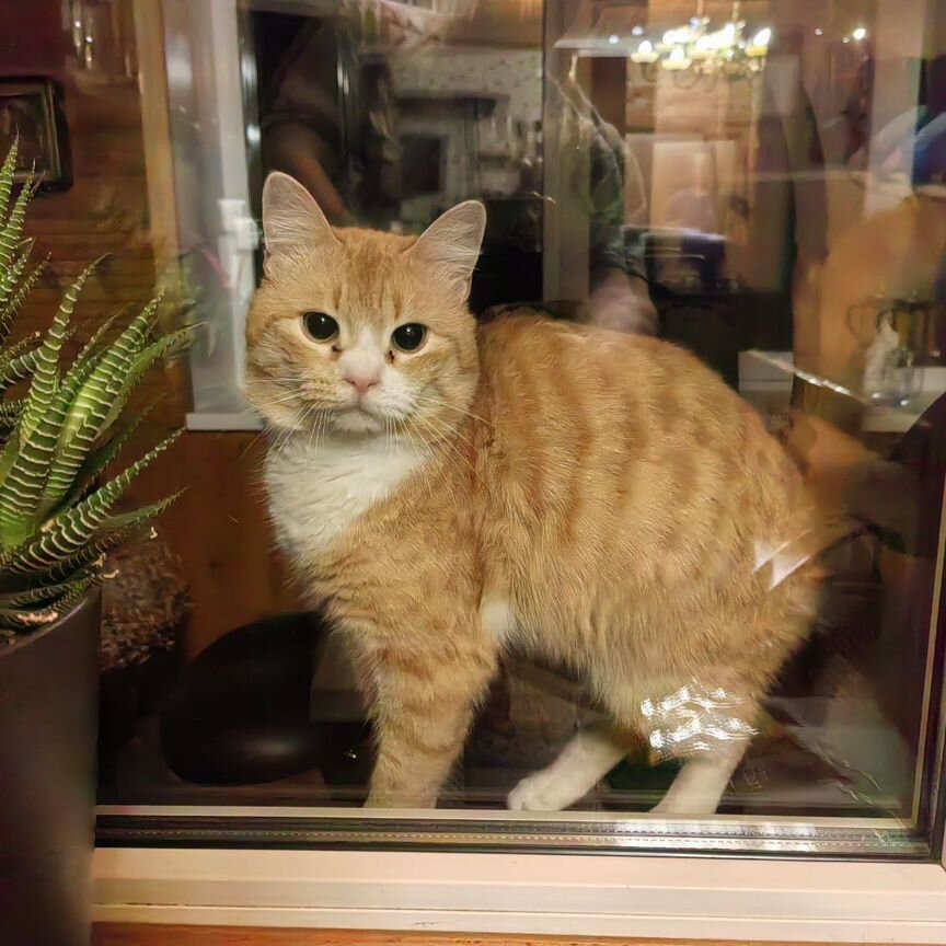 Котята в добрые руки бесплатно