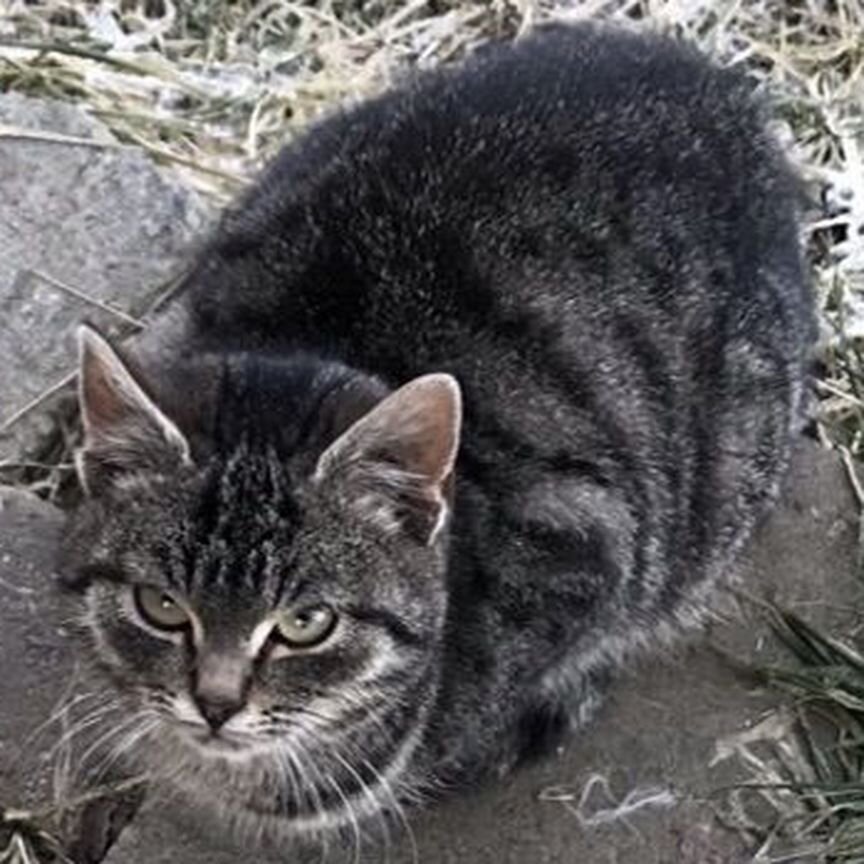 Котёнок от частного владельца