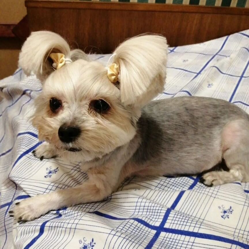 Йоркширский терьер, взрослая собака