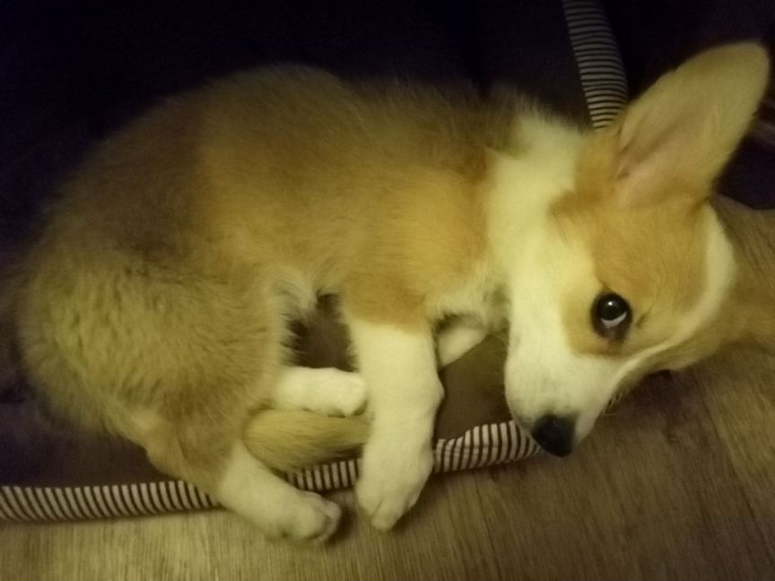 Вельш-корги пемброк щенок 4 мес