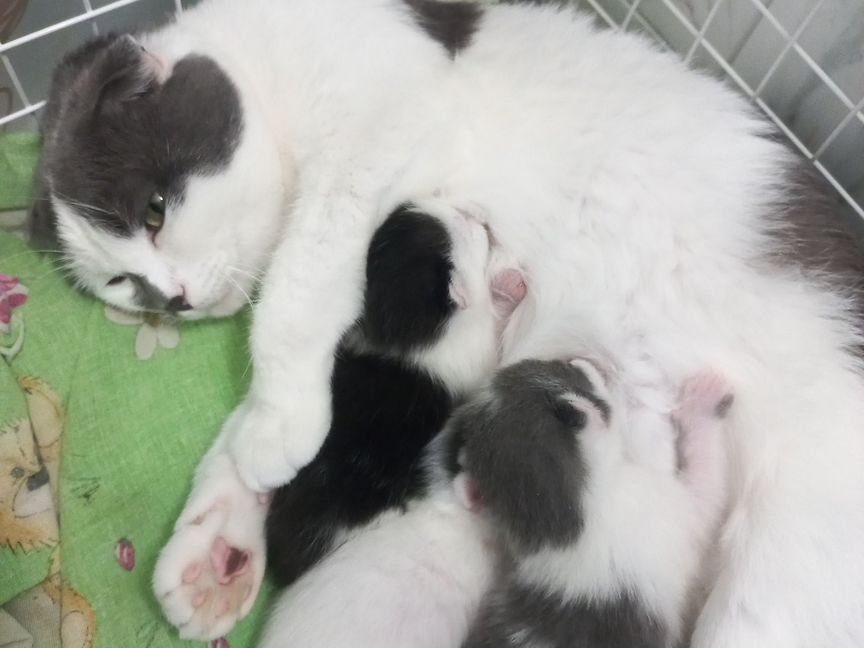 Британские вислоухие котята