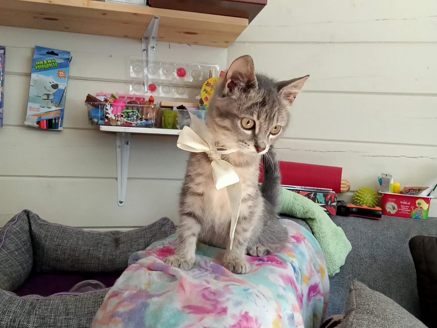 Котенок серенький девочка, 3 месяца