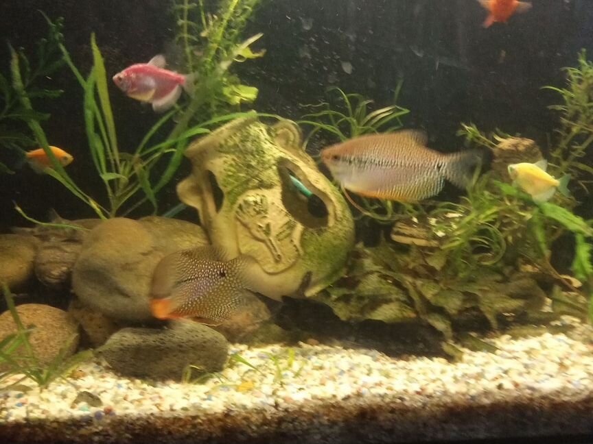 Анциструс,карась,2 скалярии,2 гурами