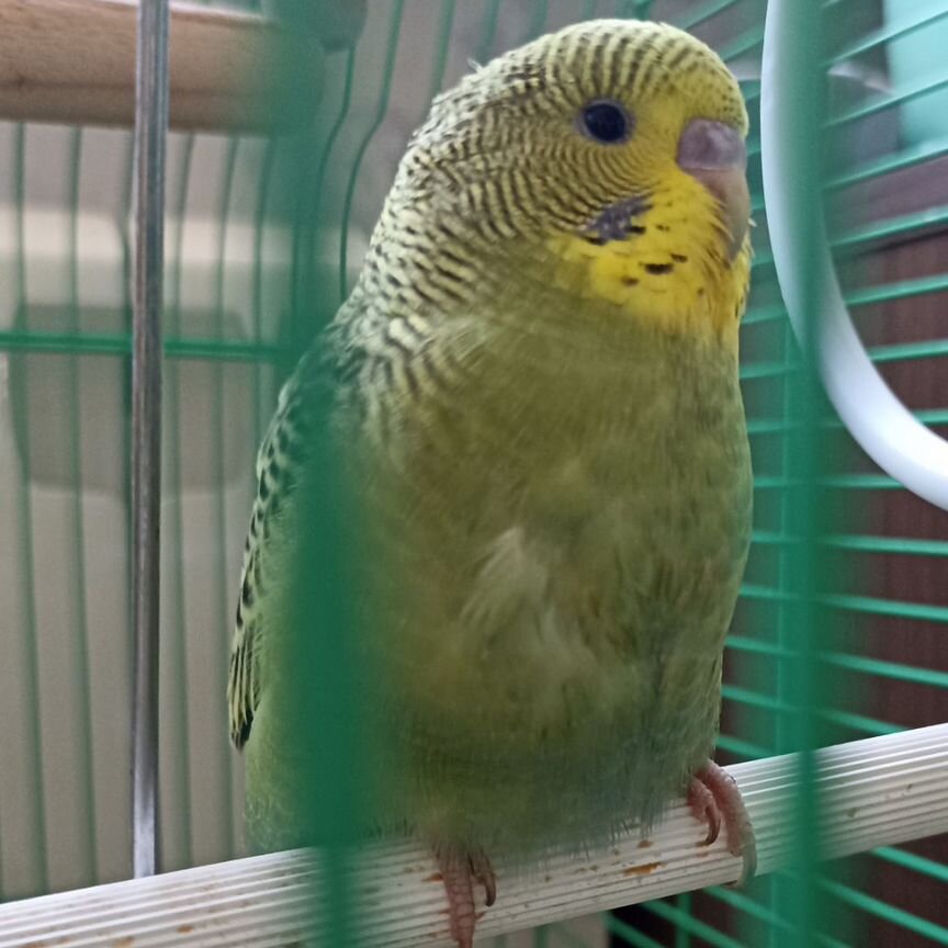 Птенцы волнистый попугай