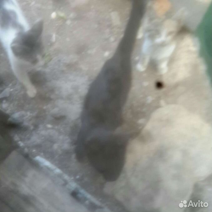 Котята мышеловки в дар