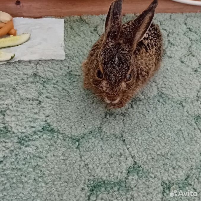 Зайчик живой