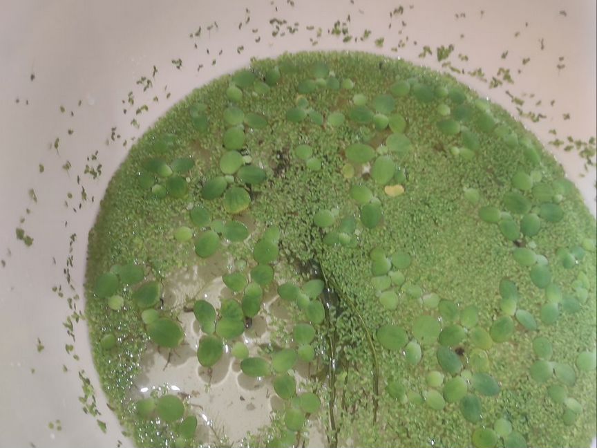 Растения пистия, Ричи бесплатно