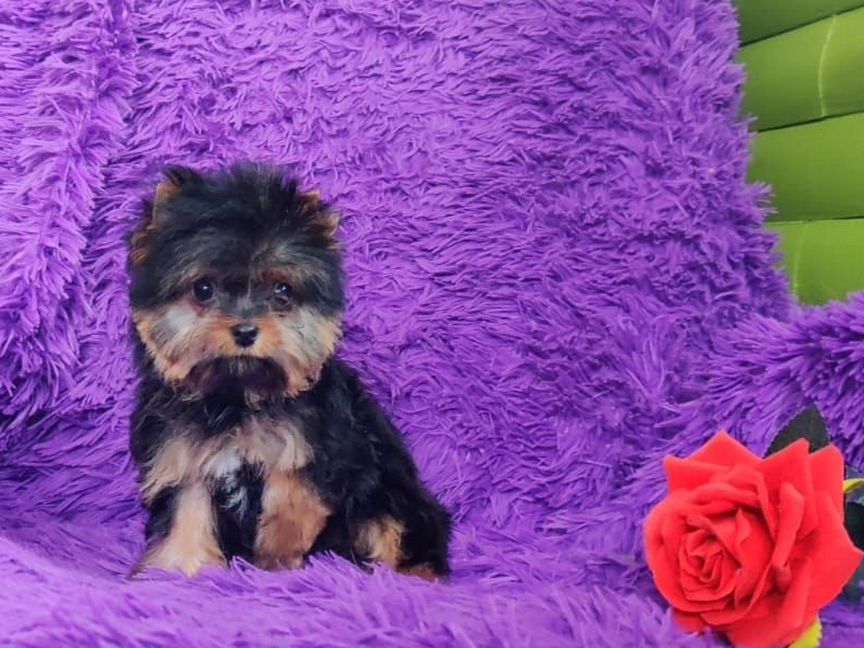 Кукольный мини паренёк, бебифейс, доставка