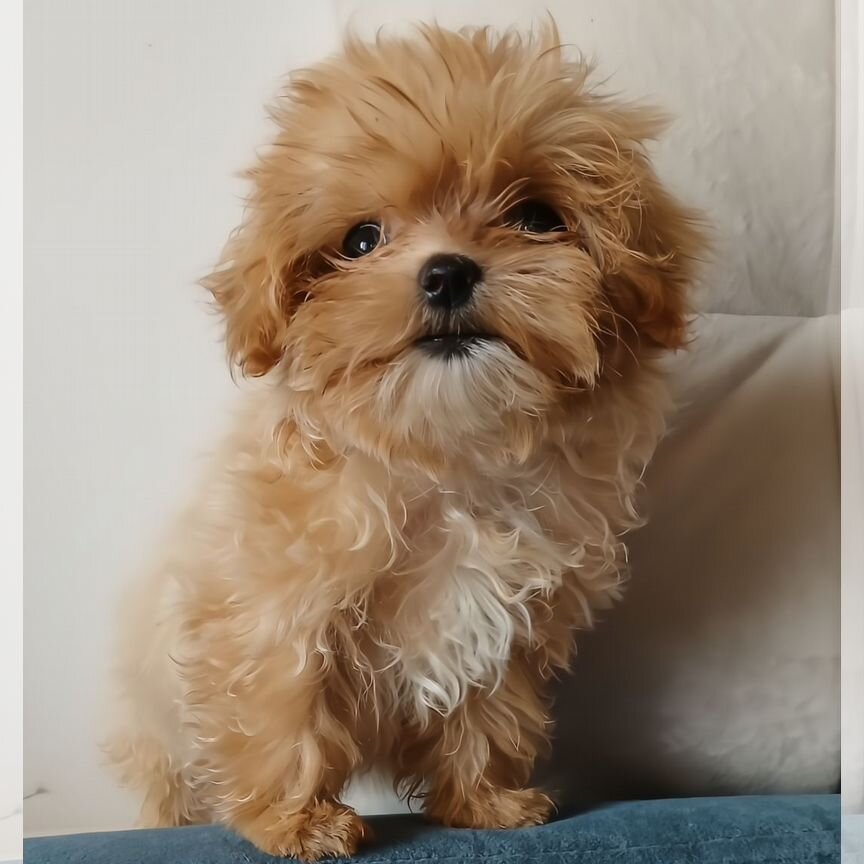 Мальтипу, щенок