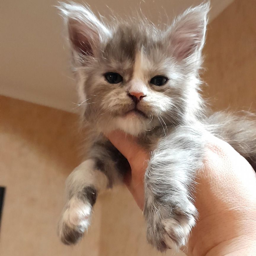 Летучая мышка