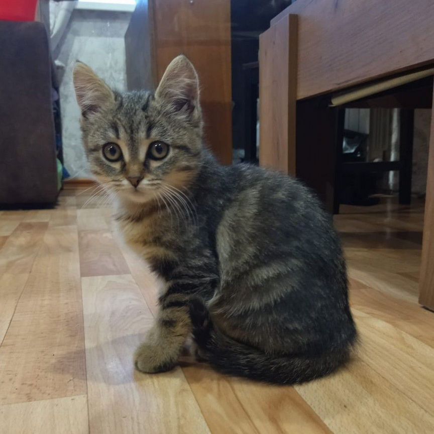 Сибирская кошечка