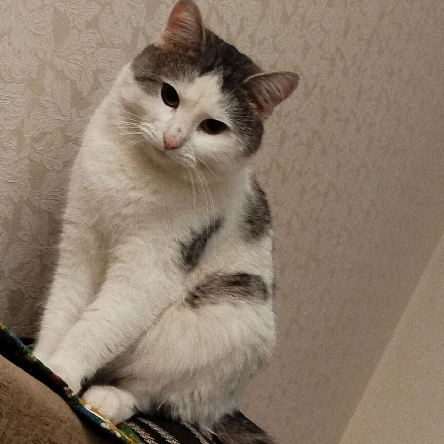 Взрослый кот в добрые руки