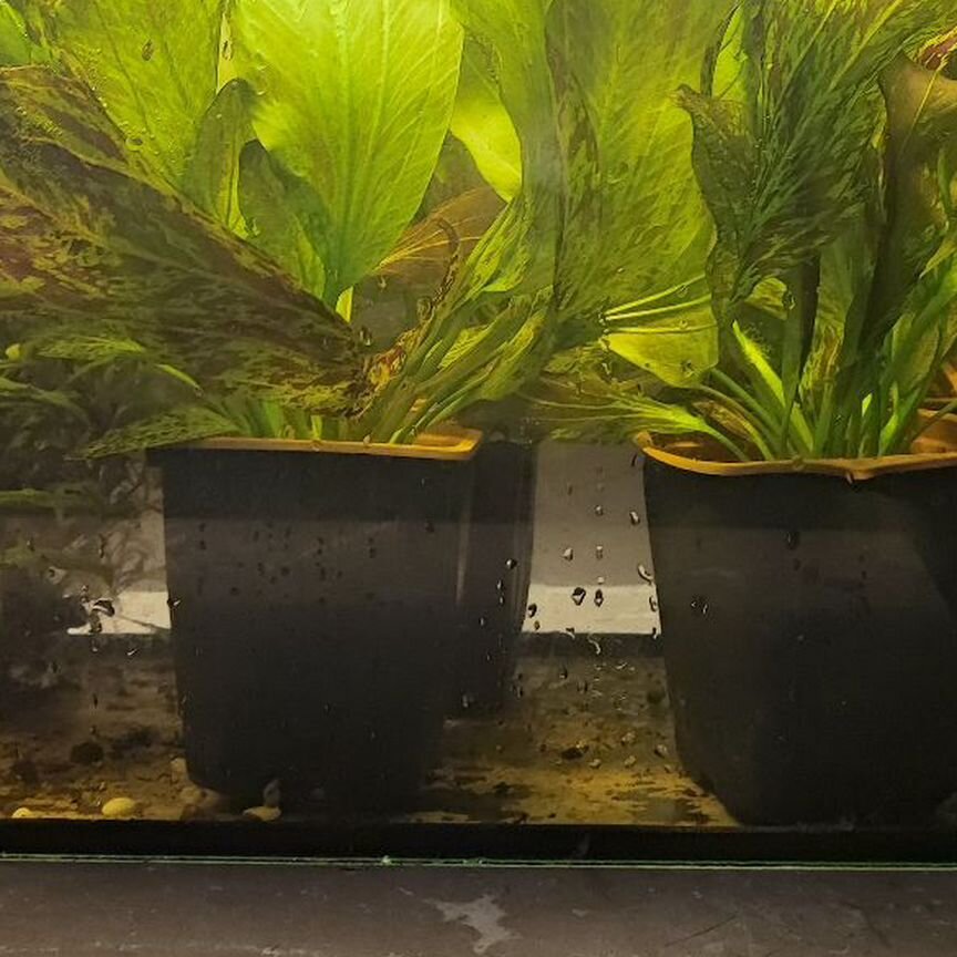 Эхинодорус Красное пламя