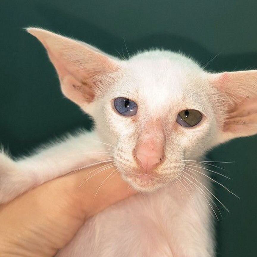 Ориентальный котёнок