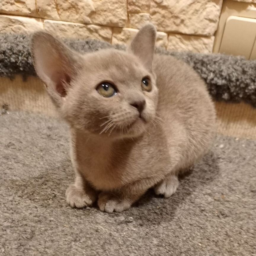 Кошечка голубая