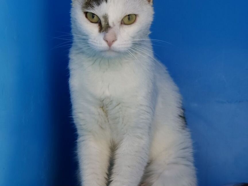 Кошечка белая самая нежная