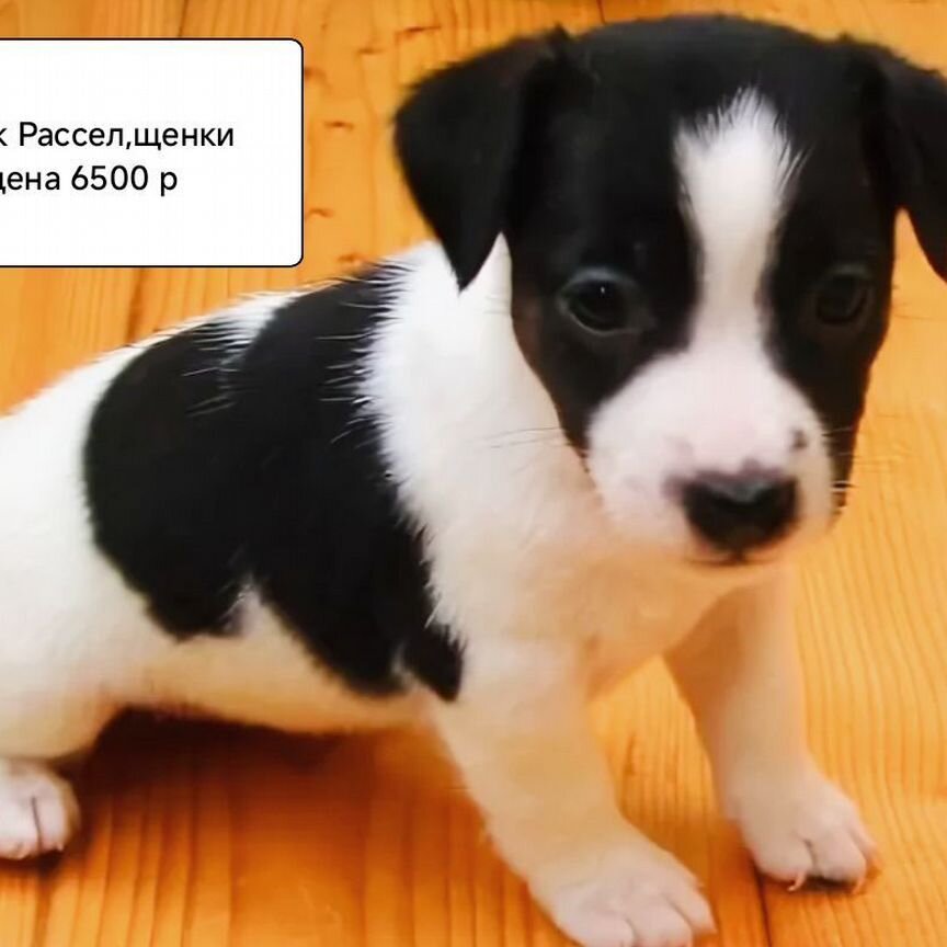 Щенок в добрые руки