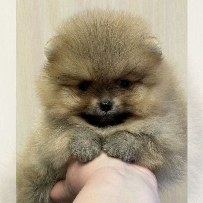 Померанский шпиц, щенок