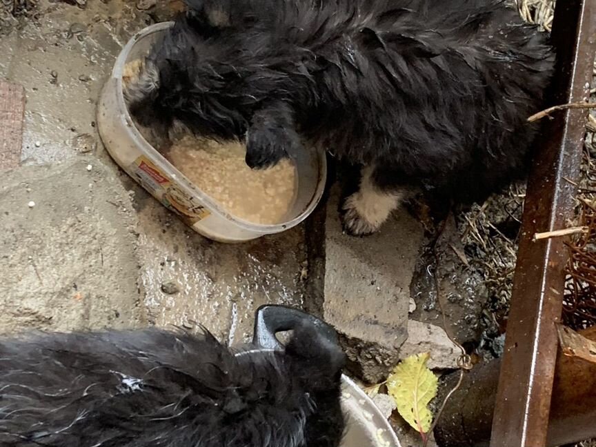 Собака в добрые руки щенок