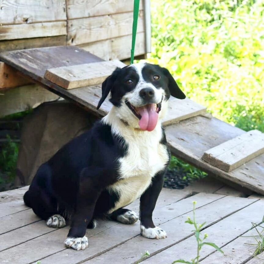 Мелкий пёс по кличке Кексик ищет семью