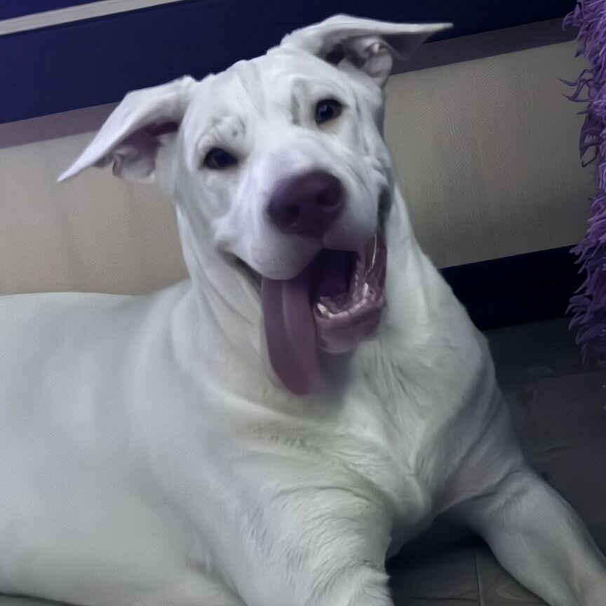 Американский питбультерьер, щенок