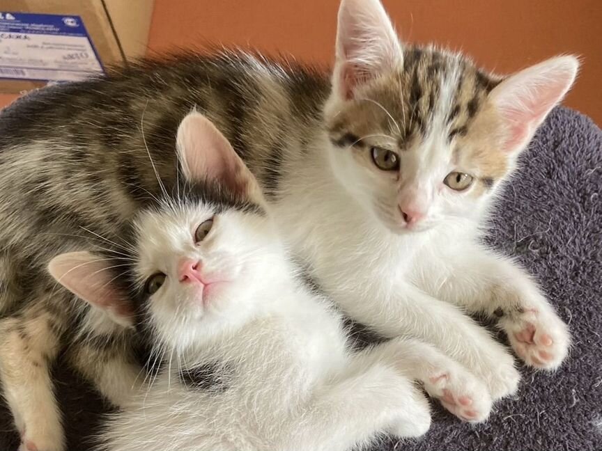 Выбросили малышей