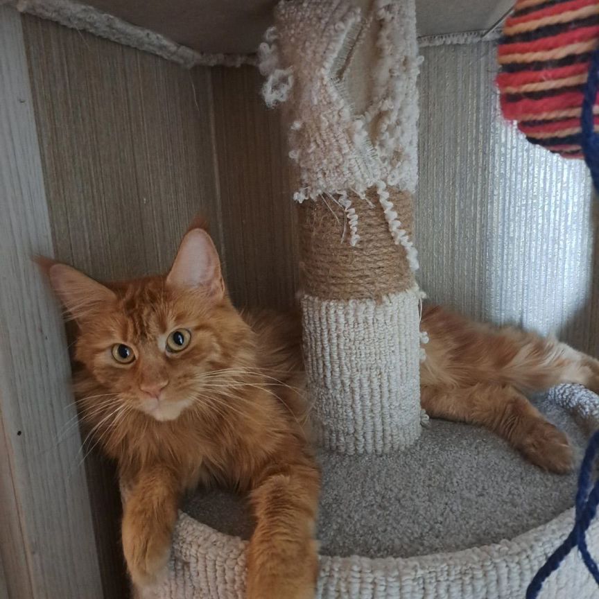 Кошка мейкун