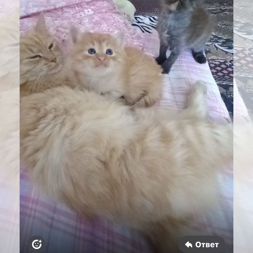 Кошки собака в добрые руки