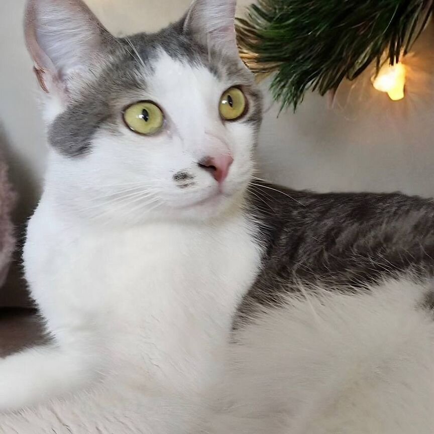 Котик Степа ищет дом