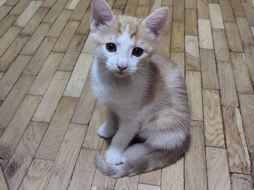 Кошечка 2 месяца