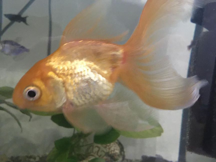 Золотые рыбки, Теренция, сом, таракатум
