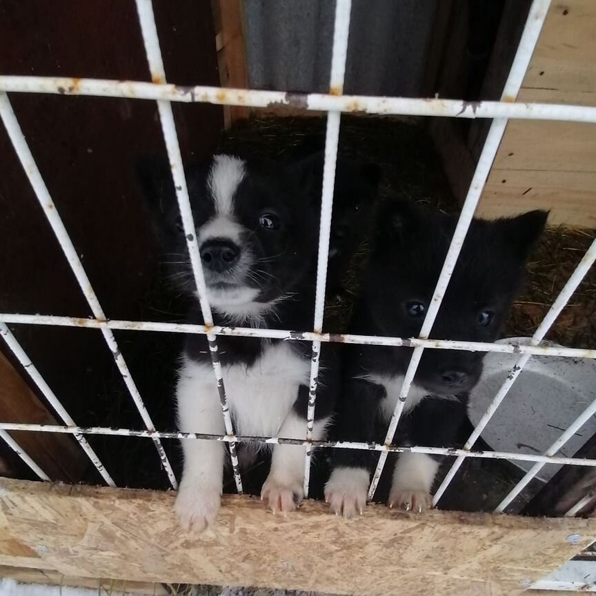 Продаются Лайки от рабочей собаки