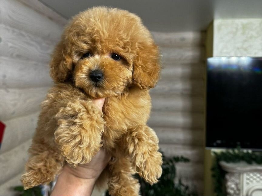 Мальтипу f2 девочка