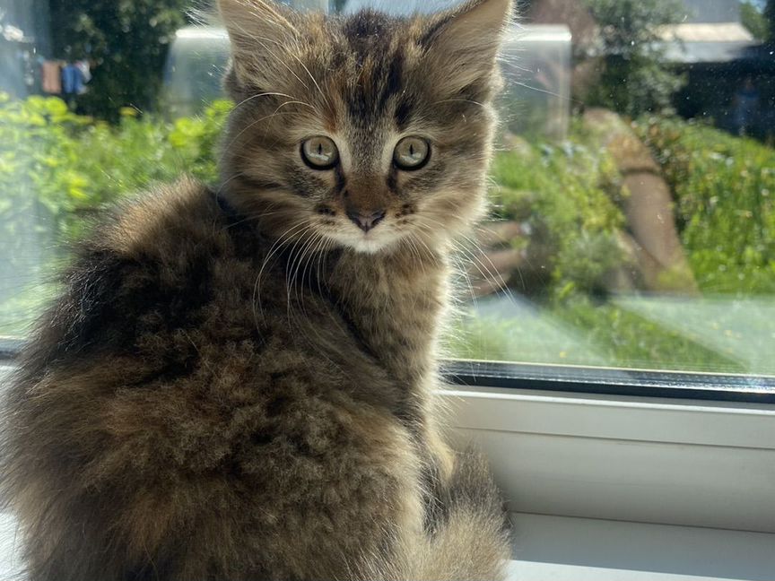Кошка