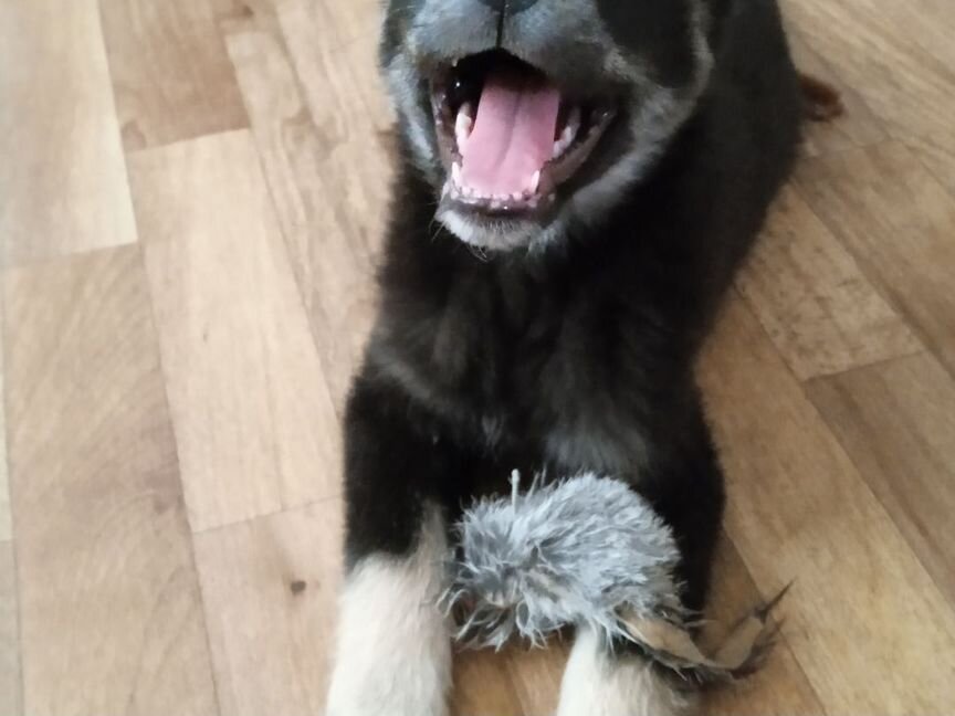 Щенок в добрые руки бесплатно маленькая порода