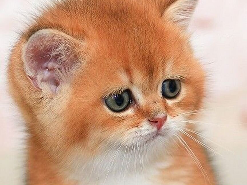 Кошечка