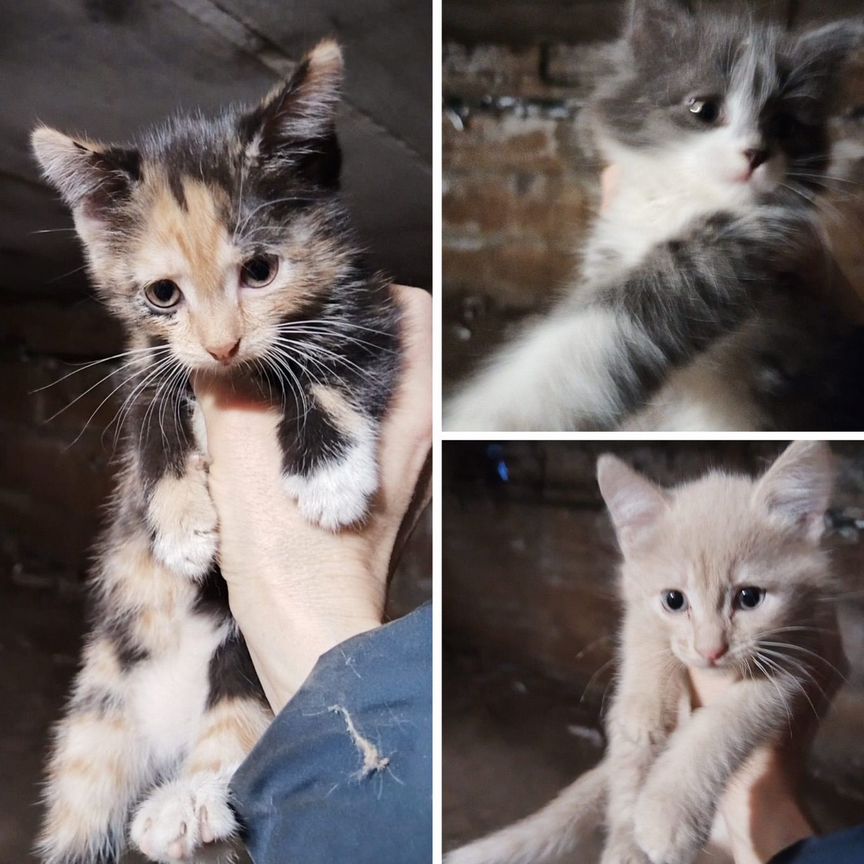 Котята
