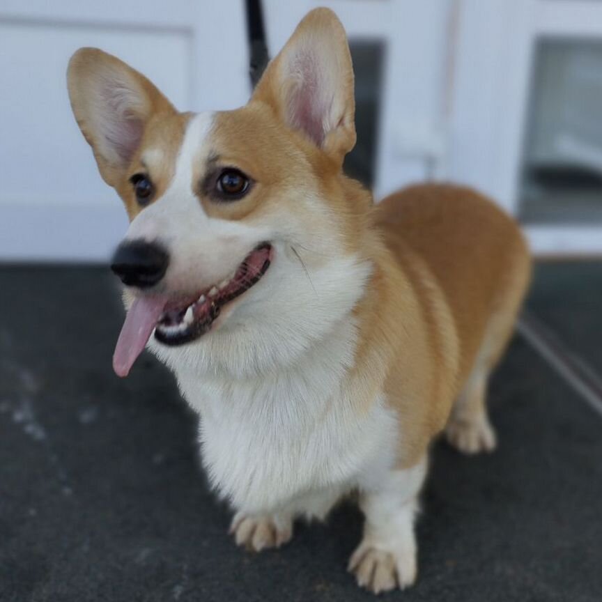 Вельш Корги Пемброк, щенок