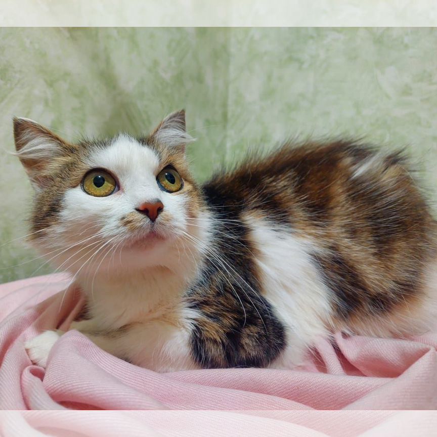 Маленькая пушистая Пушинка кошечка не хочет обратн