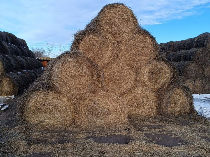 Сено зерносмесь пшеничная