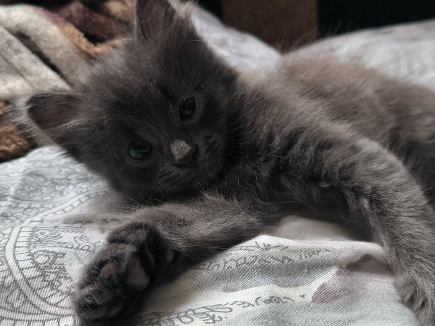 Кошка