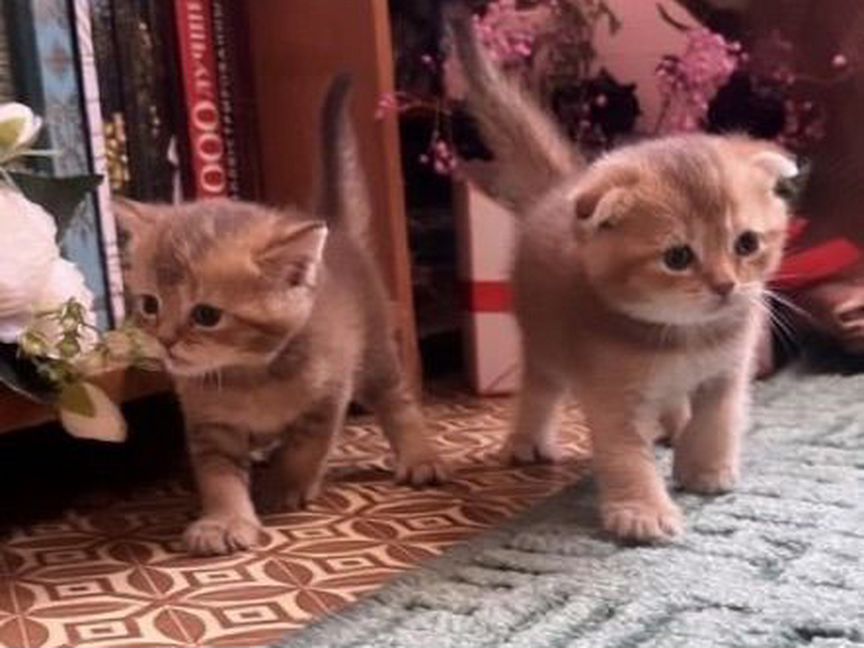 Шотландские котята золотые шиншиллы